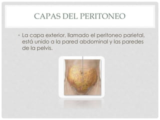 Cavidad abdominal y peritoneo | PPT