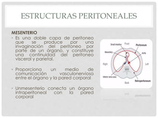Cavidad abdominal y peritoneo | PPT