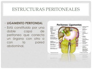 Cavidad abdominal y peritoneo | PPT