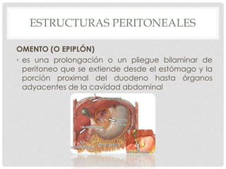 Cavidad abdominal y peritoneo | PPT