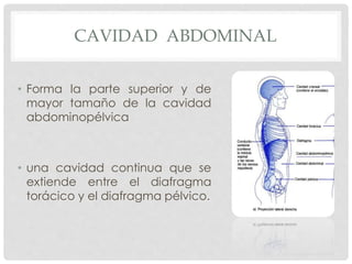 Cavidad abdominal y peritoneo | PPTX