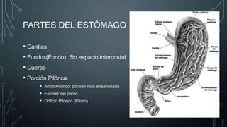 cavidad abdominal.pptx