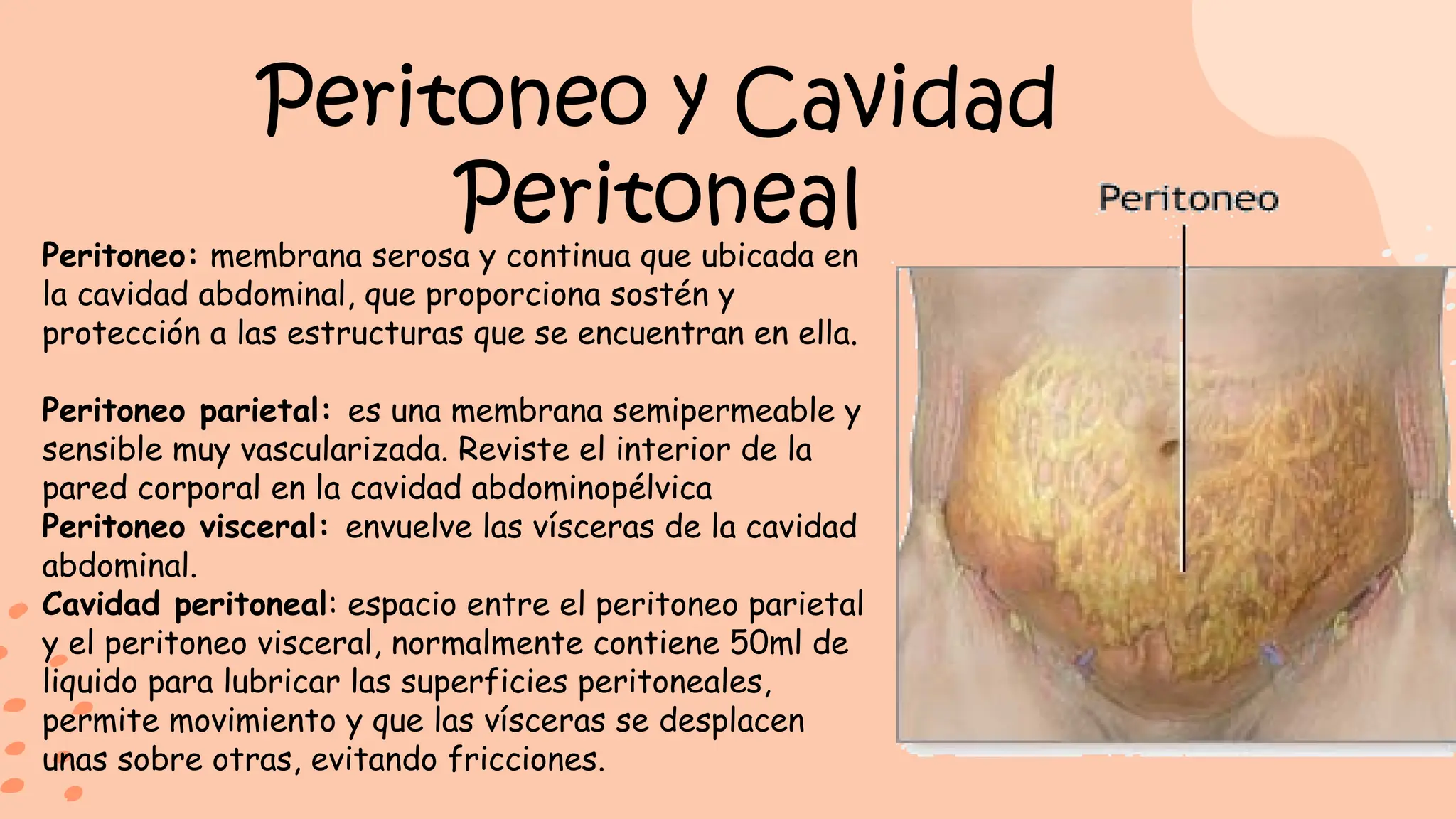 Anatomía y órganos de la cavidad abdominal.pptx