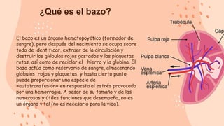 Anatomía y órganos de la cavidad abdominal.pptx
