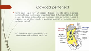 cavidad abdominal generalidades anatomicas pptx | PPTX