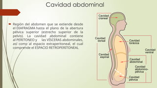 cavidad abdominal generalidades anatomicas pptx | PPTX