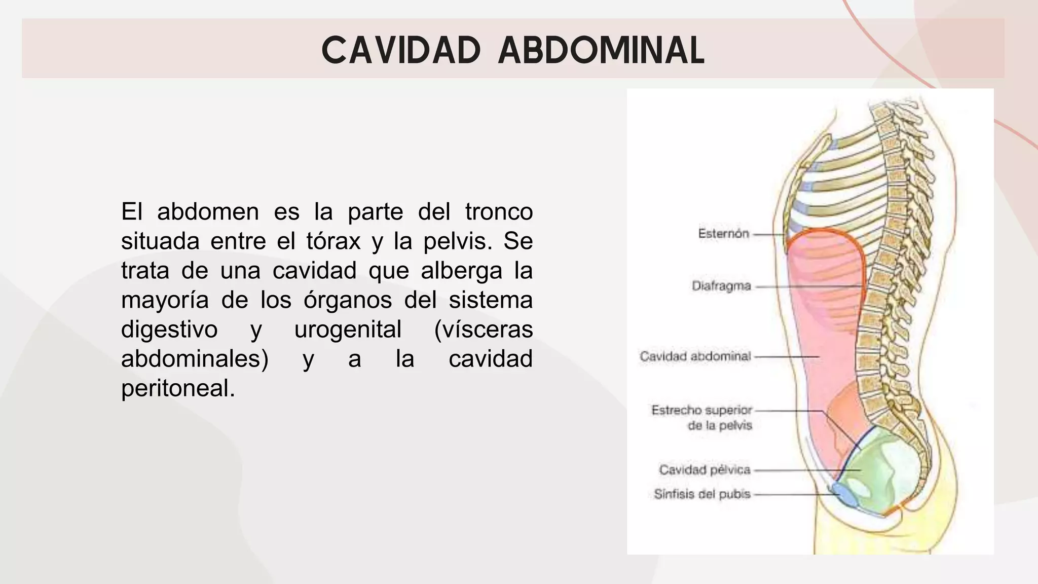 Cavidad abdominal y aparato digestivo.pptx