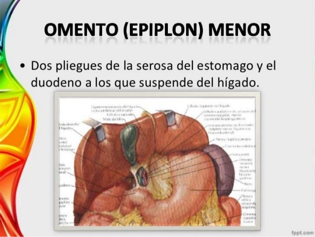 Cavidad abdominal y peritoneo