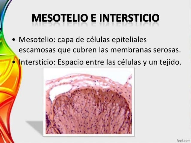 Cavidad abdominal y peritoneo