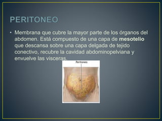 Cavidad abdominal y peritoneo | PPTX