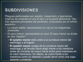 Cavidad abdominal y peritoneo | PPTX