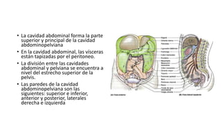 Cavidad abdominal y peritoneo | PPTX