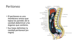 Cavidad abdominal y peritoneo | PPTX