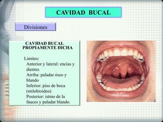 Cavidad bucal | PPTX