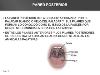Cavidad bucal | PPTX