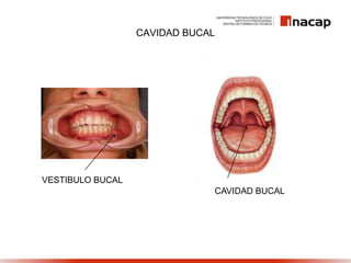 Cavidad bucal | PPTX