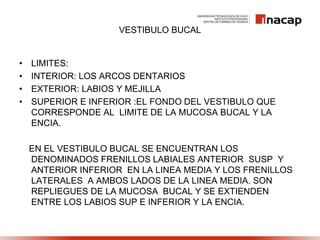 Cavidad bucal | PPTX