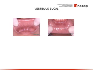 Cavidad bucal | PPTX