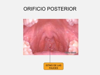 Cavidad bucal | PPTX