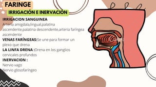 Cavidad Bucal Anatomia Humana resume organizado | PDF