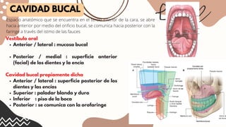 Cavidad Bucal Anatomia Humana resume organizado | PDF