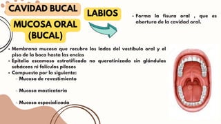 Cavidad Bucal Anatomia Humana resume organizado | PDF