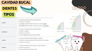 Cavidad Bucal Anatomia Humana resume organizado | PDF