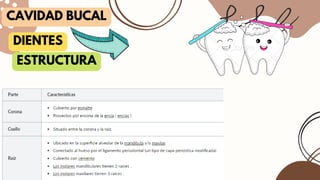 Cavidad Bucal Anatomia Humana resume organizado | PDF