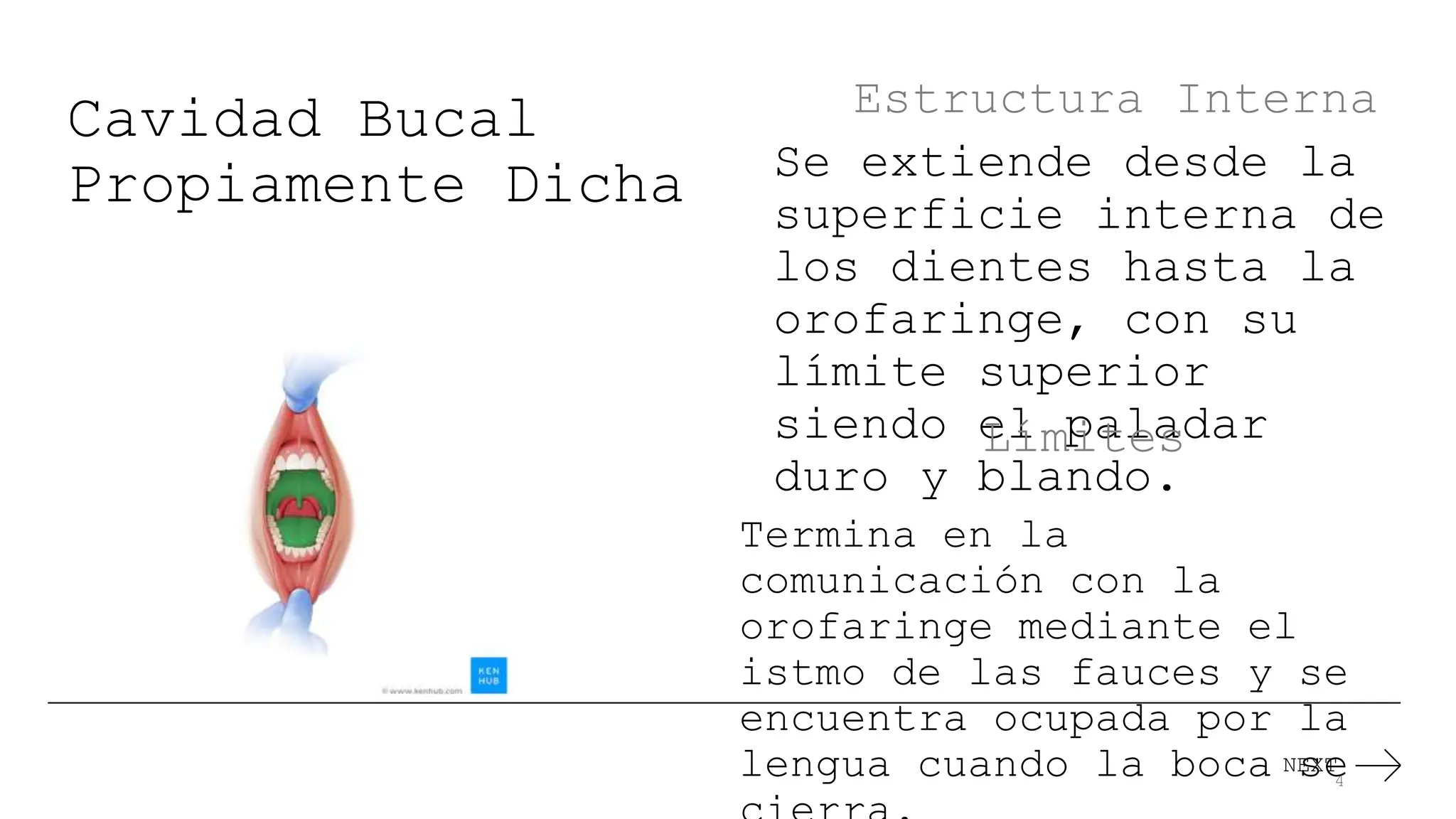 Cavidad Bucal anatomía apuntes para exponer.pptx