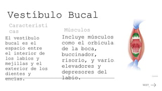 Cavidad Bucal anatomía apuntes para exponer.pptx