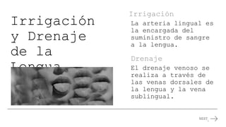 Cavidad Bucal anatomía apuntes para exponer.pptx