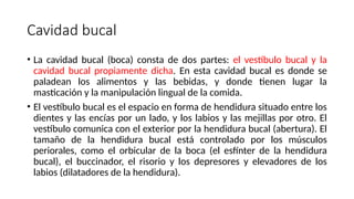 Anatomía y Funciones de la Cavidad Bucal y la Lengua | PPTX
