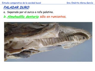 Cavidad bucal comparada | PDF
