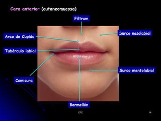 Cavidad bucal anatomía - presentación cpi medicina | PDF