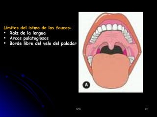 Cavidad bucal anatomía - presentación cpi medicina | PDF