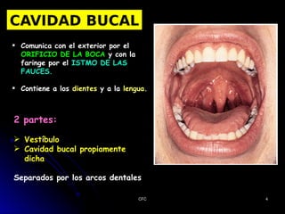 Cavidad bucal anatomía - presentación cpi medicina | PDF