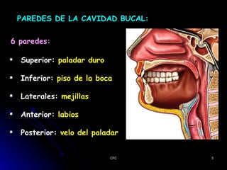 Cavidad bucal anatomía - presentación cpi medicina | PDF