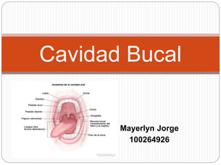 Cavidad Bucal histologia | PPTX