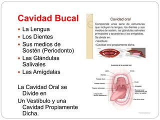 Cavidad Bucal histologia | PPTX