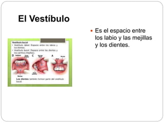 Cavidad Bucal histologia | PPTX