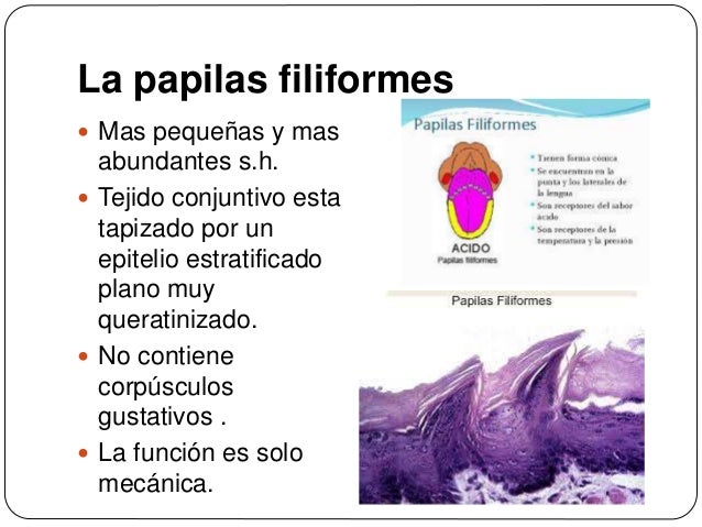 Cavidad Bucal histologia