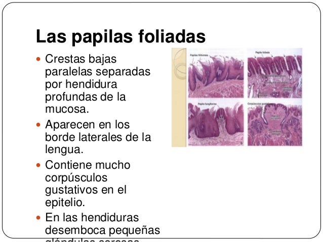 Cavidad Bucal histologia
