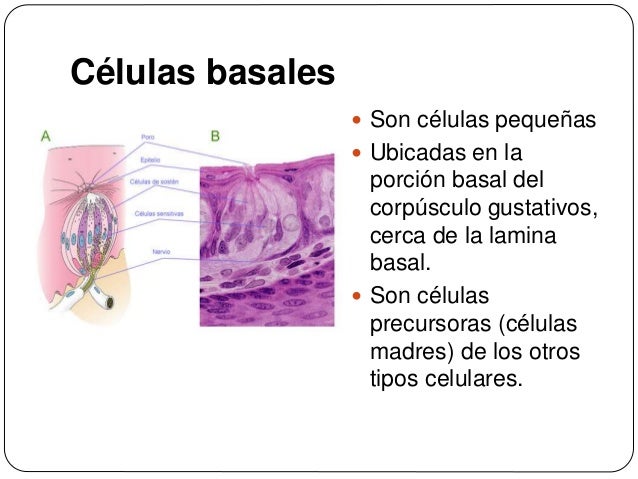 Cavidad Bucal histologia