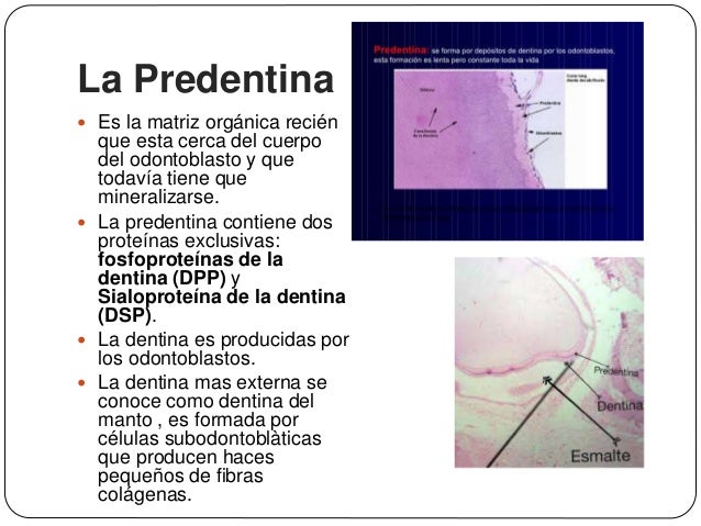 Cavidad Bucal histologia