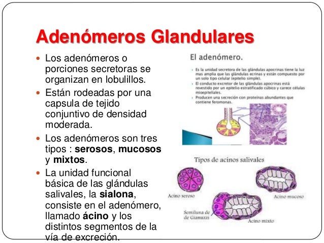 Cavidad Bucal histologia