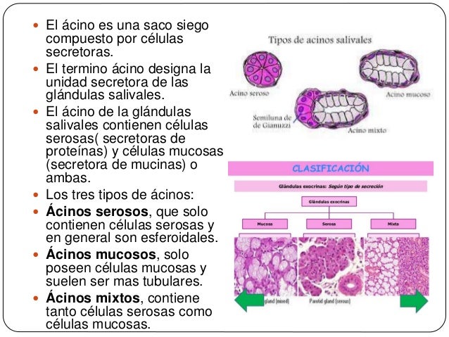 Cavidad Bucal histologia