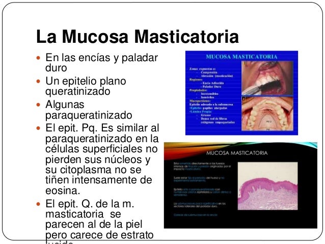 Cavidad Bucal histologia