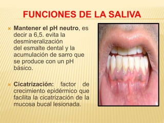 Cavidad bucal histologia | PPTX