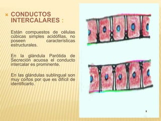 Cavidad bucal histologia | PPTX