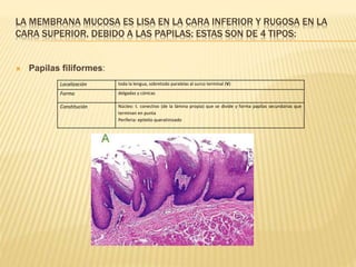 Cavidad bucal histologia | PPTX